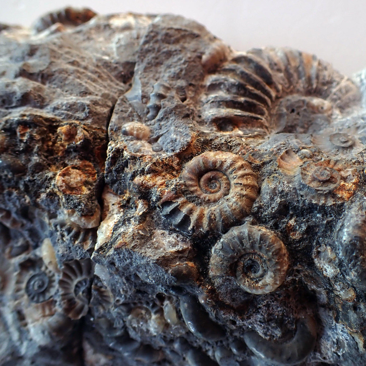 Unprepped Fossils – Tagged "" – ZOIC PalaeoTech Limited