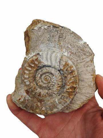 Fossil Reconstruction & Restoration Products | ZOIC PalaeoTech Fossil ...