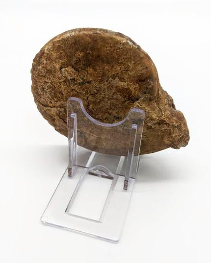 Adjustable Acrylic Display Stand (Large) 80 x 95mm – ZOIC PalaeoTech ...