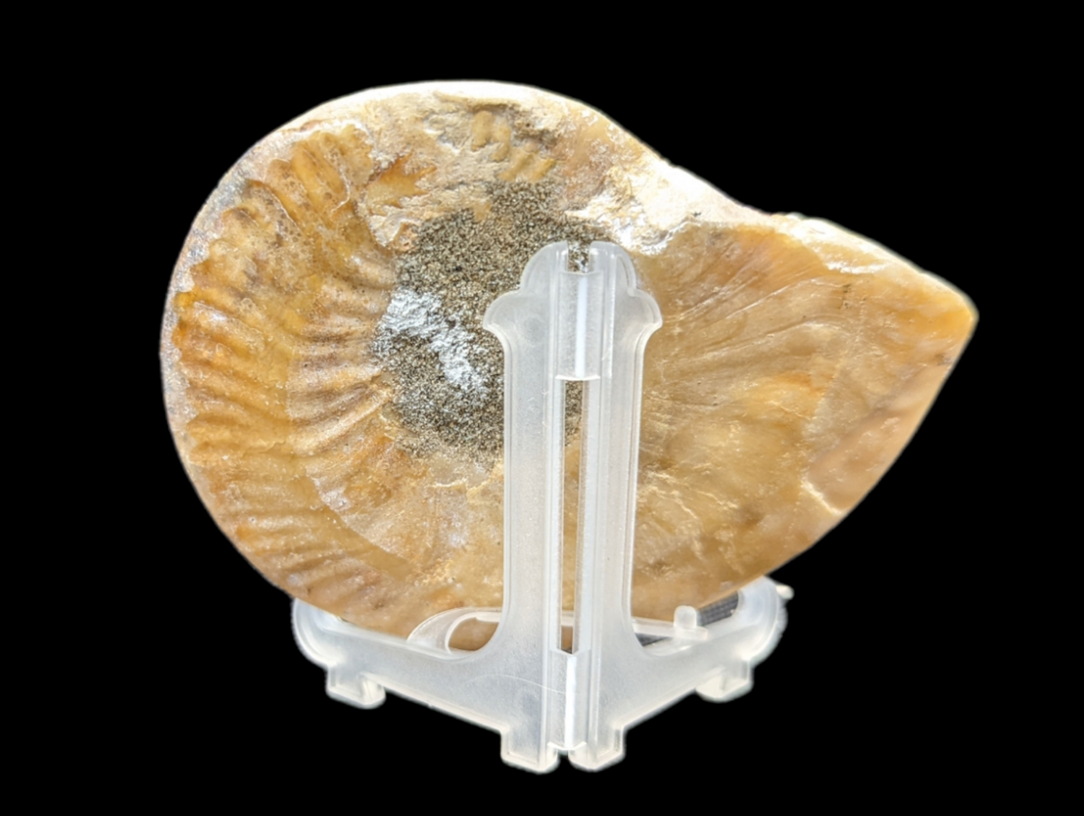 Fossil & Mineral Stand (2") – ZOIC PalaeoTech Limited