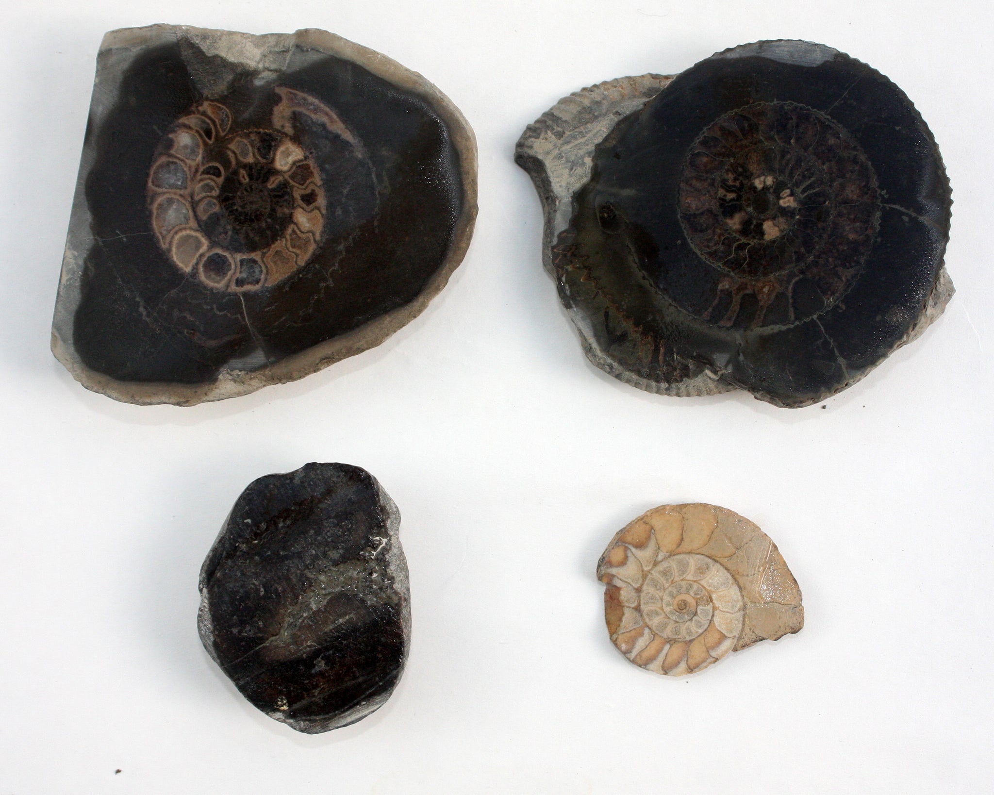 Unprepped Fossils – Tagged "" – ZOIC PalaeoTech Limited